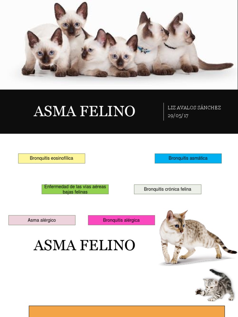 Asma Felino: Síntomas y Tratamiento | PDF | Asma | Tos