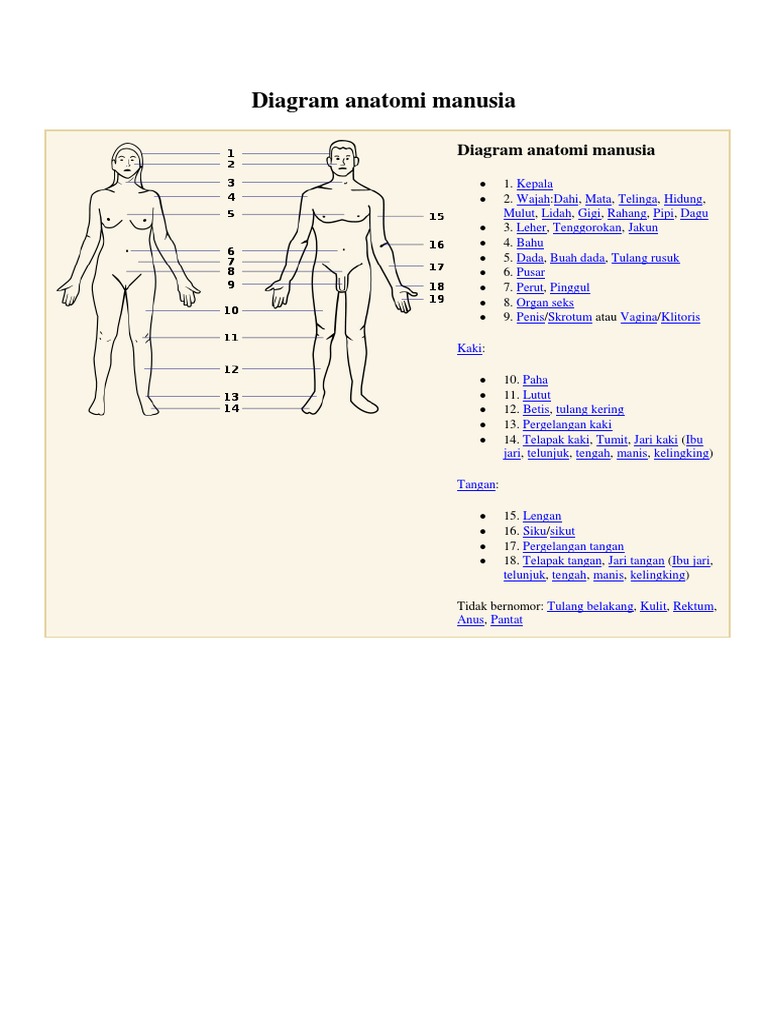 Diagram Anatomi Manusia | PDF