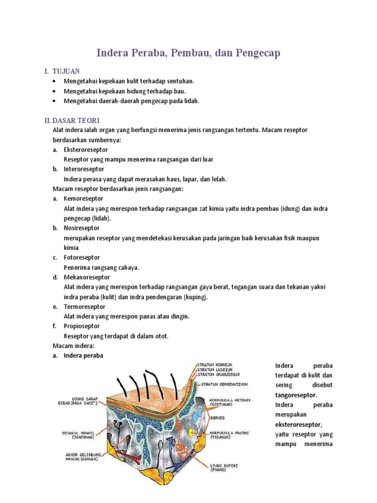 Praktikum Indra Peraba - Pencium - Perasa | PDF | Kajian Bahasa Asing