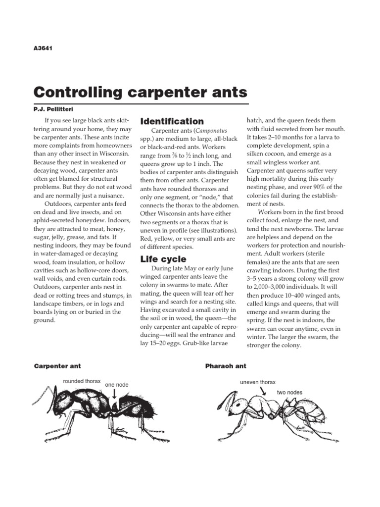 Controlling Carpenter Ants | PDF | Ant | Insects