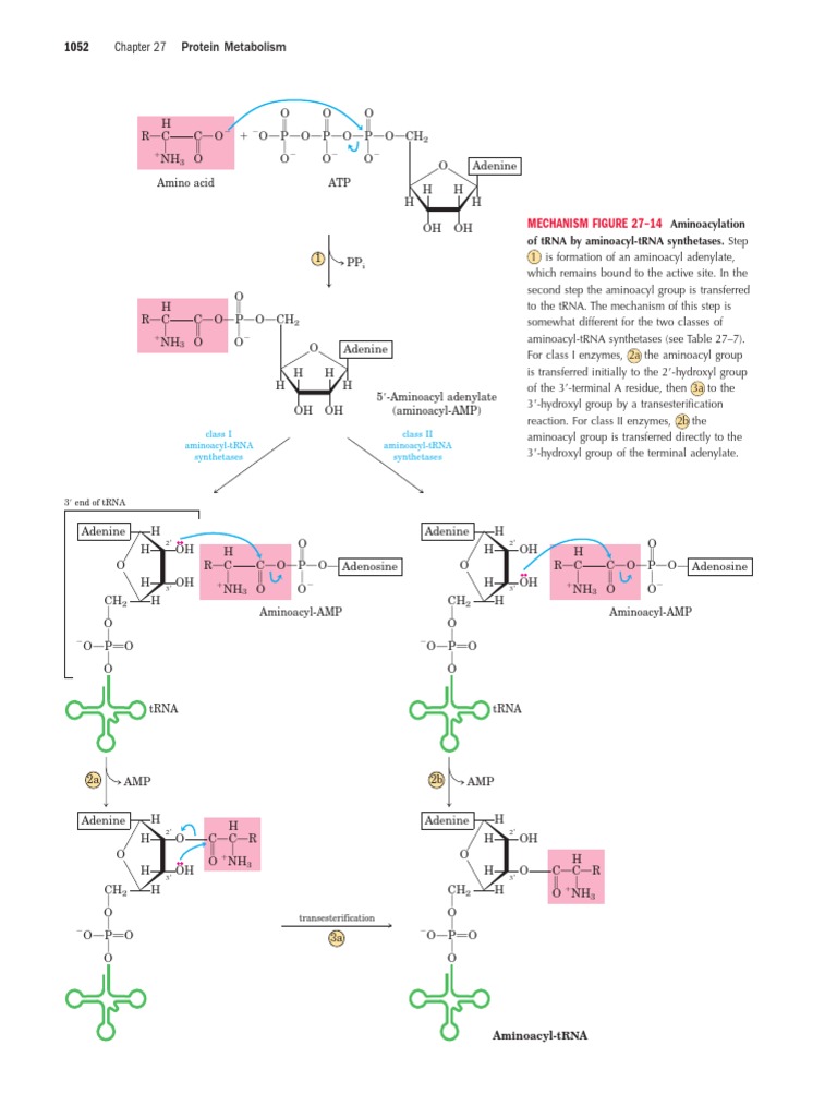 Protein Metabolism.pdf | Ribosome | Translation (Biology)