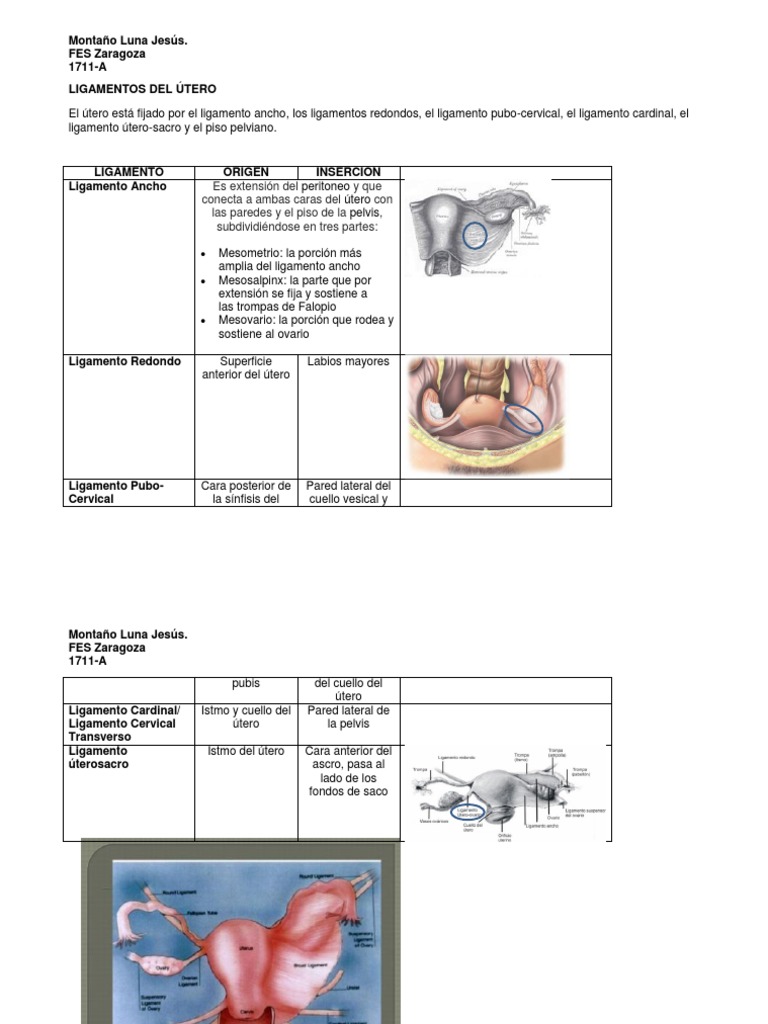 Ligamentos Del Útero
