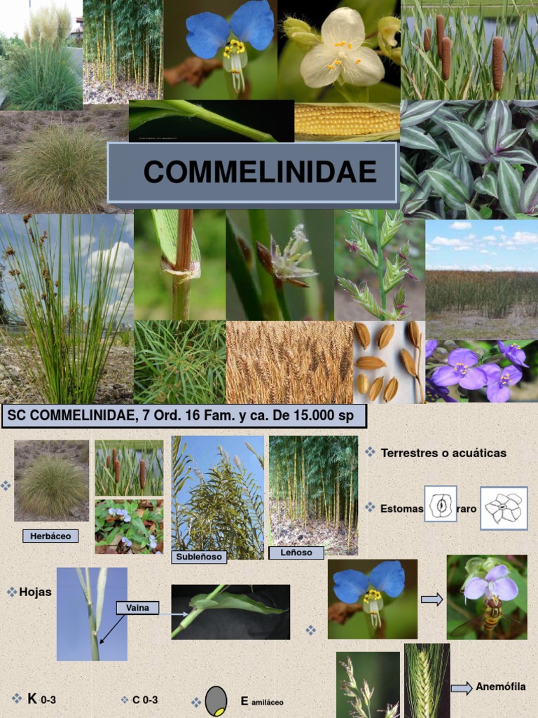 Commelinidae | PDF | Césped | Plantas de jardín