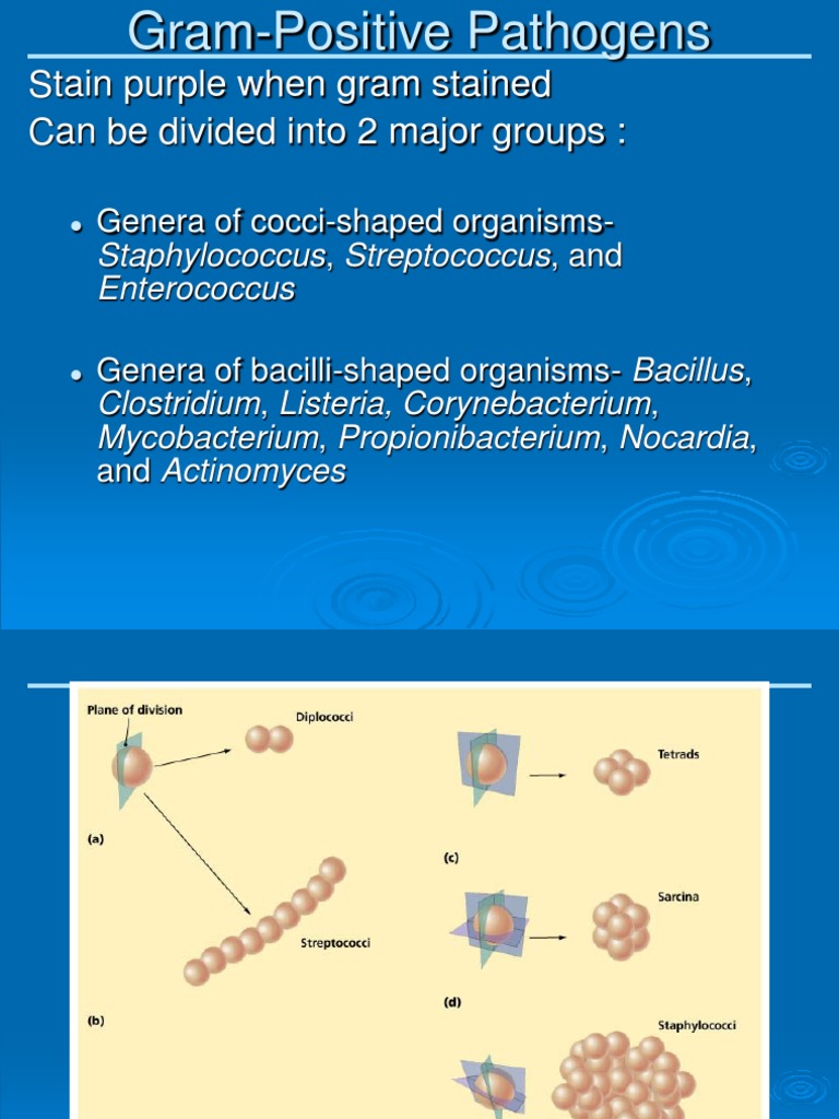 Staphilococ | PDF | Staphylococcus | Staphylococcus Aureus
