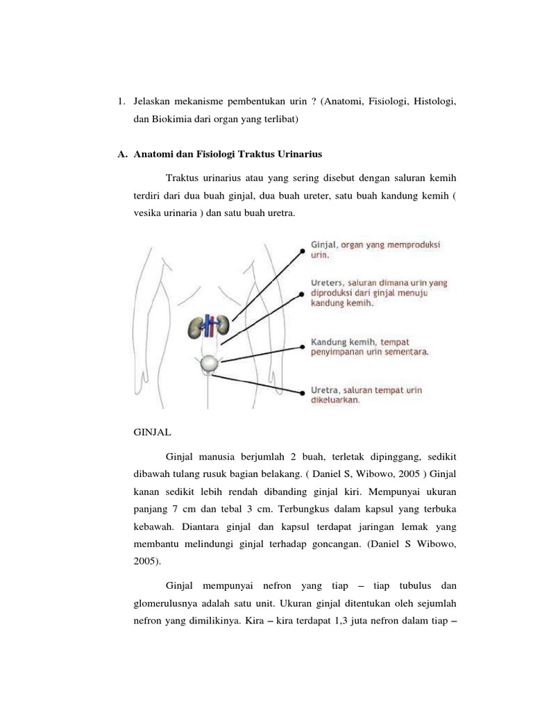 Mekanisme Pembentukan Urin Manusia | PDF | Ilmu Sosial | Kesehatan Holistik