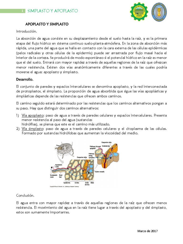 Simplasto y Apoplasto | PDF