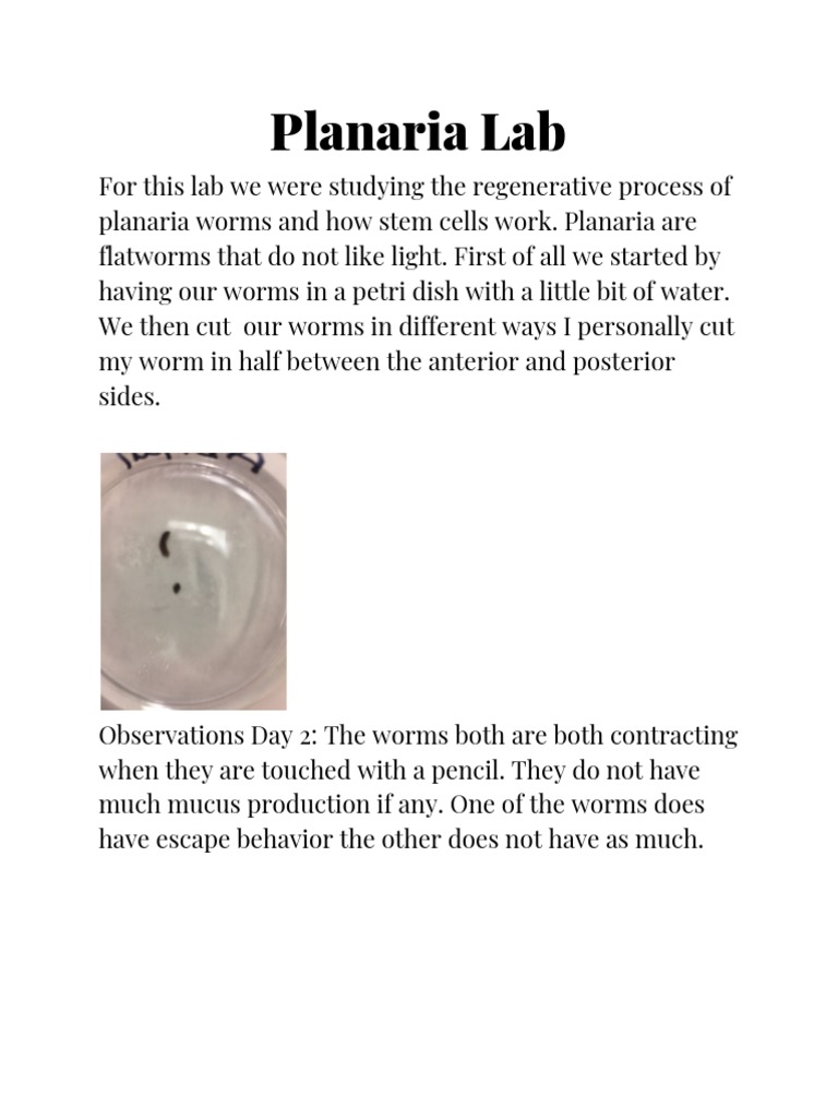 Planaria Worm Regeneration Study | PDF | Science & Mathematics
