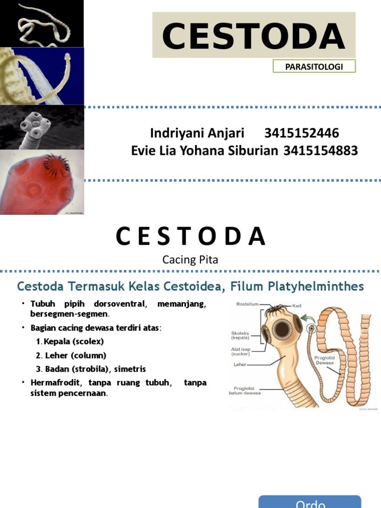 CESTODA | PDF