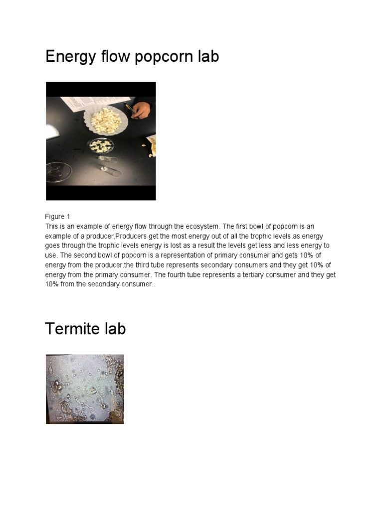 Energy Flow Lab Popcorn Lab 7 | PDF | Chemistry | Nature
