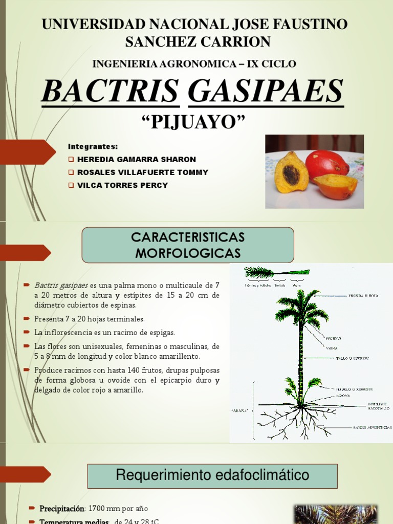 Características y Cultivo del Pijuayo | PDF | Plantas | Horticultura y ...
