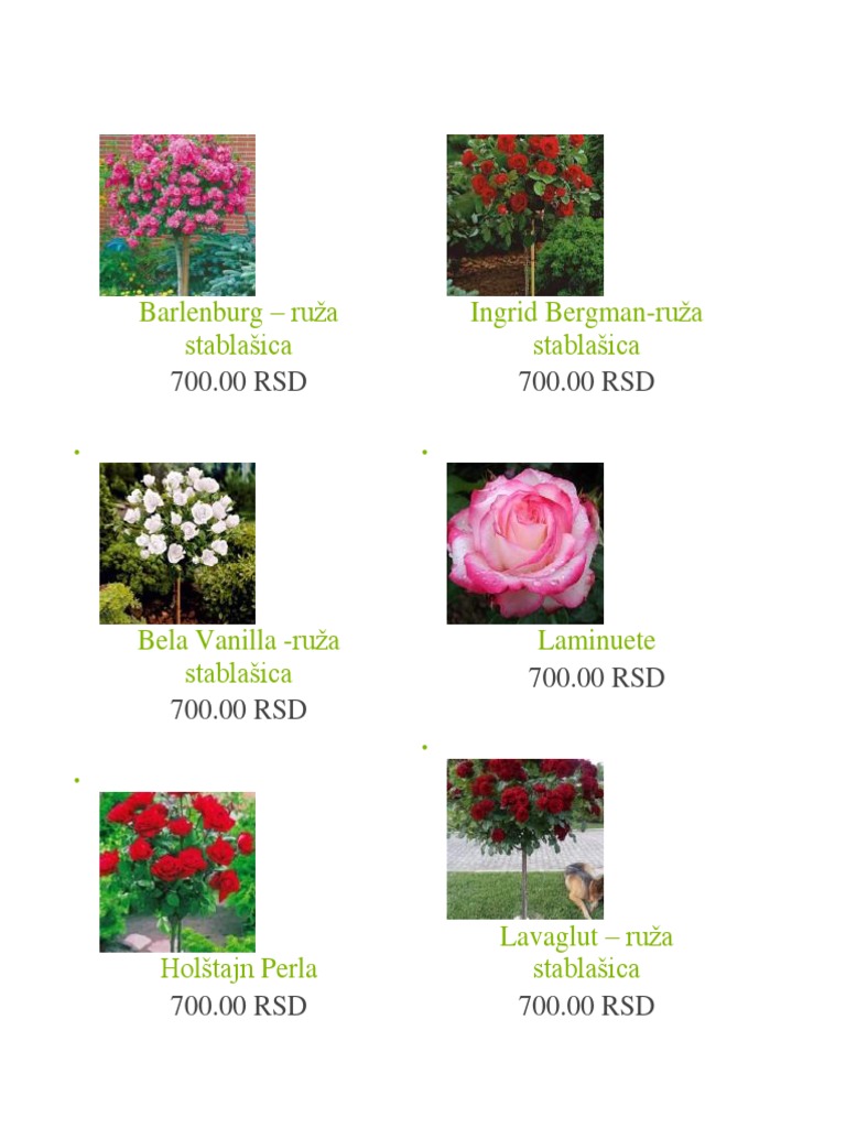 Ruze Stablasice | PDF