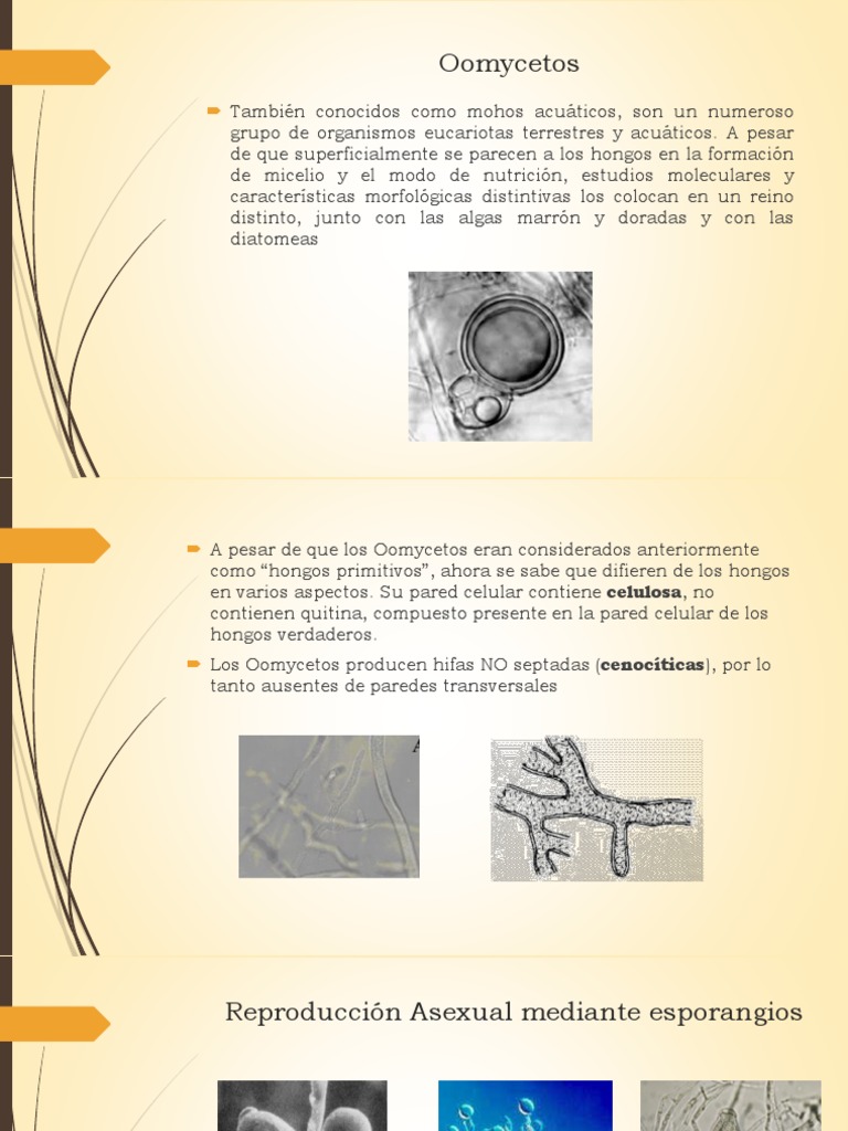 Oomicetos | PDF | Hongo | Organismos