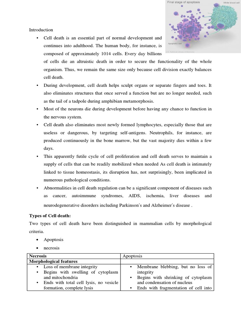 Types of Cell Death | PDF | Apoptosis | Necrosis