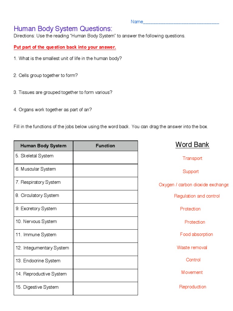 Body Systems Worksheet PDF | PDF | Human Body | Zoology
