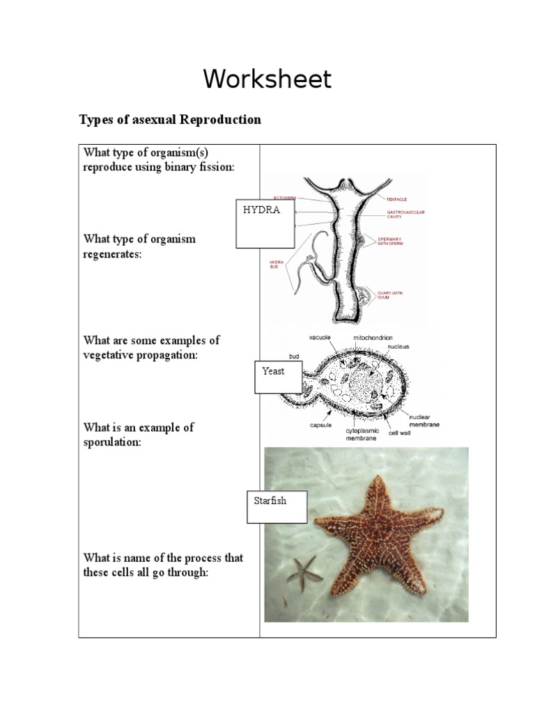 Worksheet: Types of Asexual Reproduction | PDF