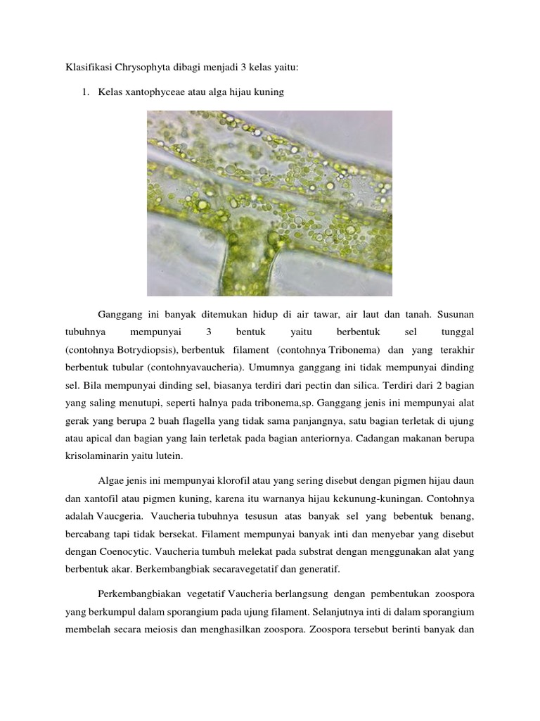 Klasifikasi Chrysophyta | PDF | Griya & Taman