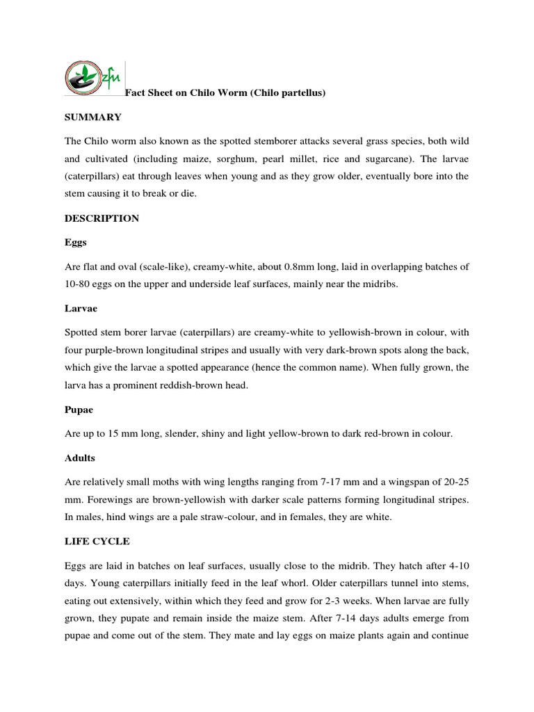 Fact Sheet On Chilo Worm | PDF | Horticulture And Gardening | Insects