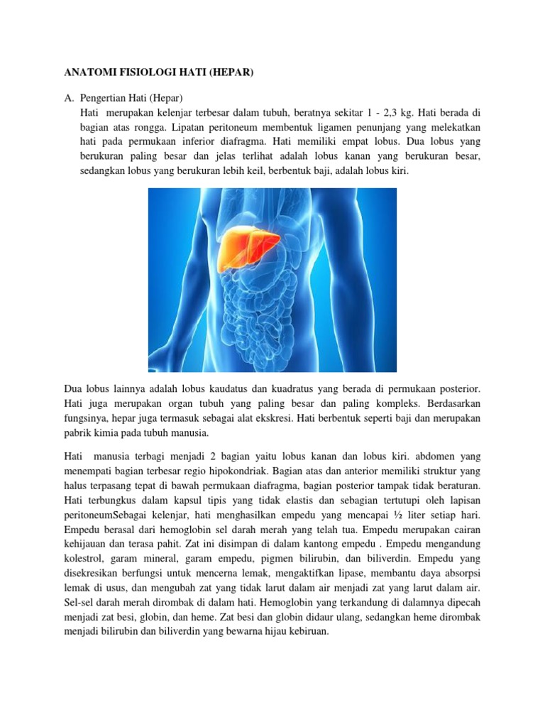 Anatomi Fisiologi Hati | PDF
