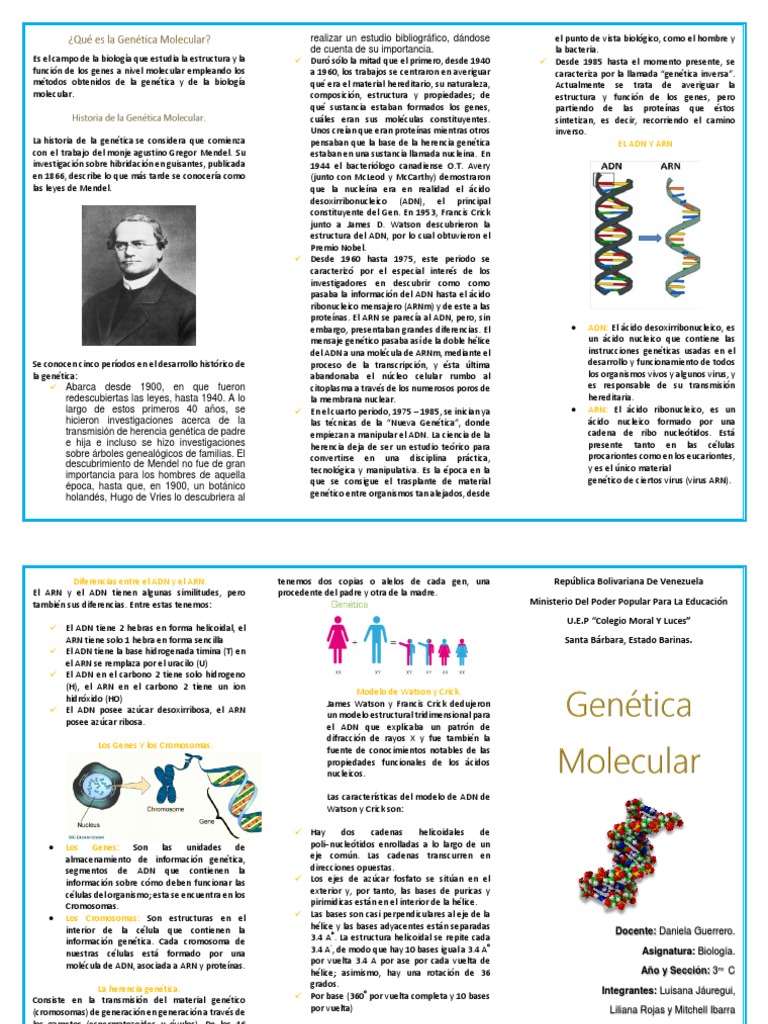 Triptico Lili | PDF | Adn | Genética