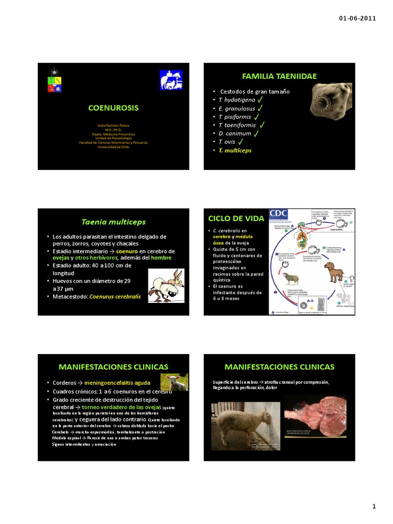 Coenurosis PDF | PDF | Oveja | Cerebro