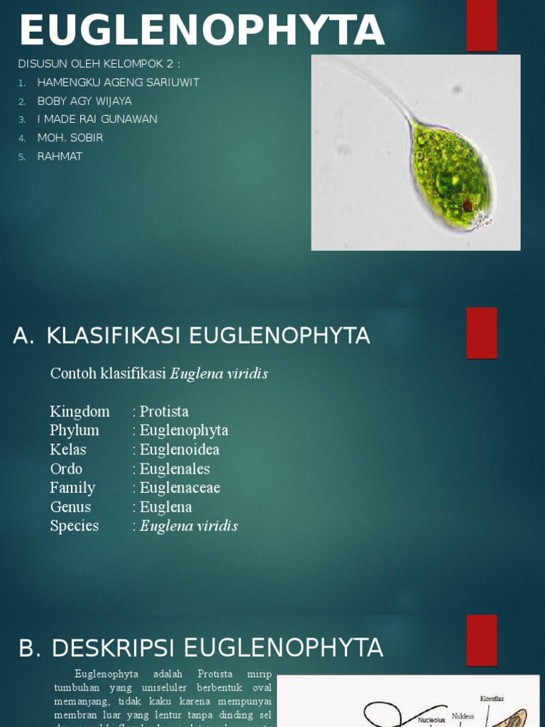 EUGLENOPHYTA | PDF