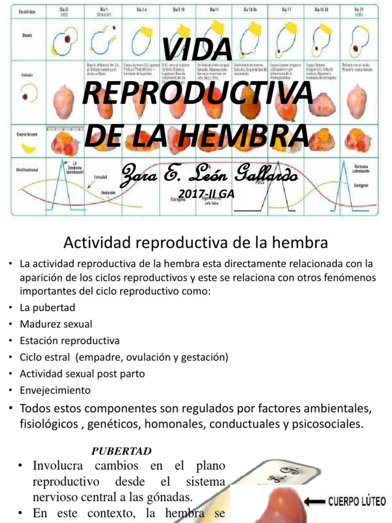 Vida Reproductiva de La Hembra en Animales Domesticos - 2017-II-ga ...