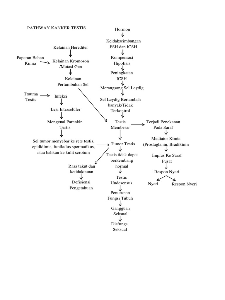 Pathway Kanker Testis | PDF