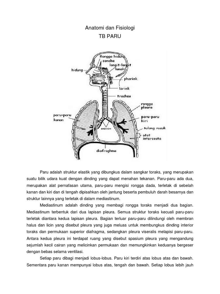 Anatomi dan Fisiologi TB Paru | PDF