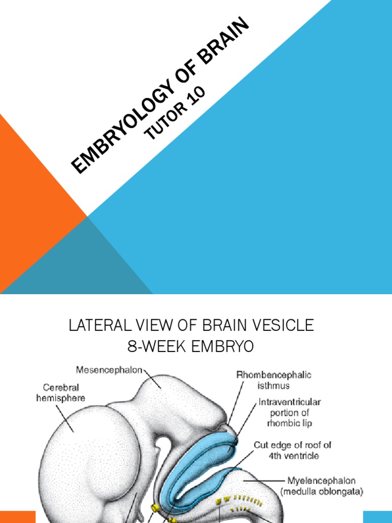Embryology of Brain | PDF