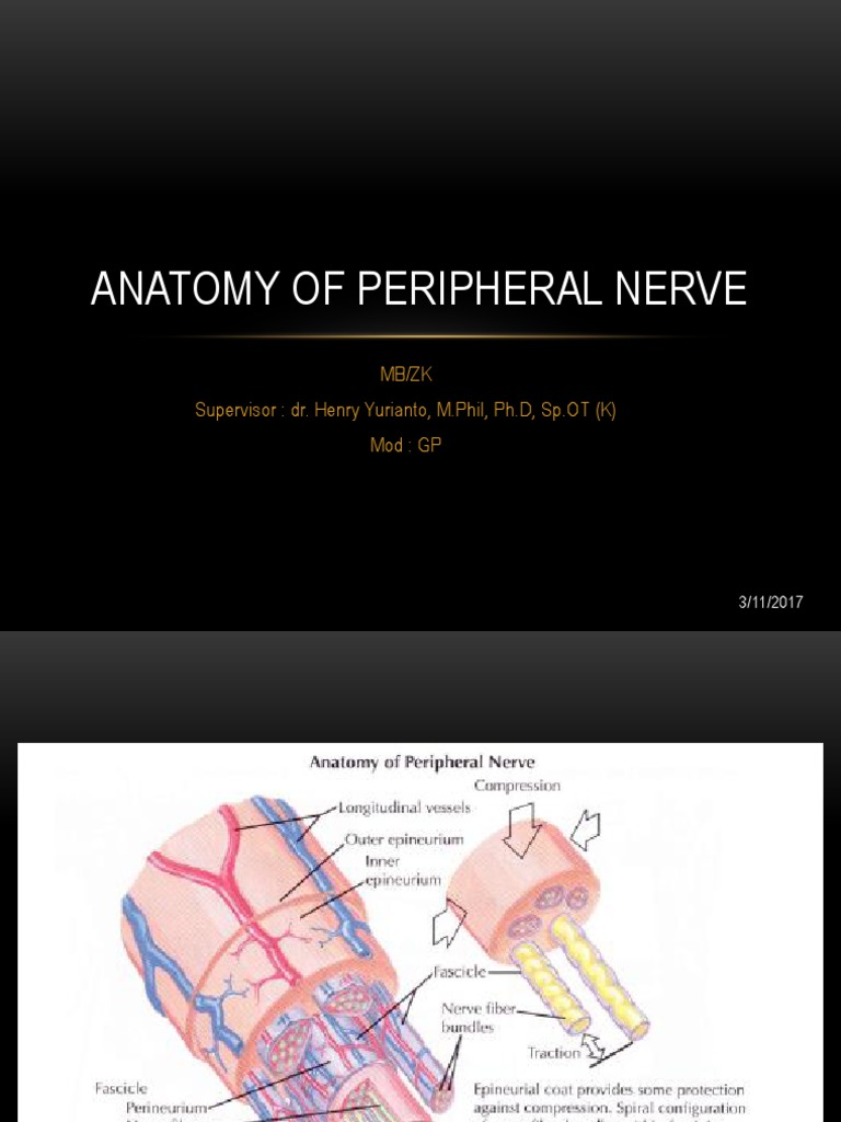 3 Nov 2017-Anatomy of Peripheral Nerve | PDF