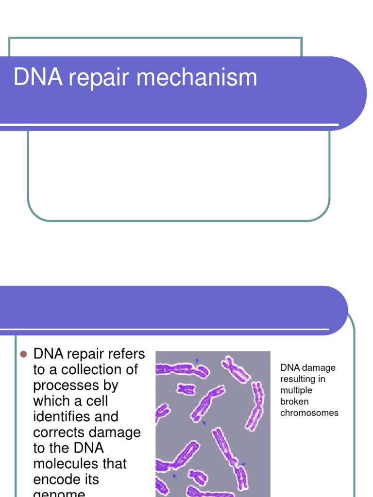 Overview of DNA Repair Mechanisms | PDF | Dna Repair | Dna