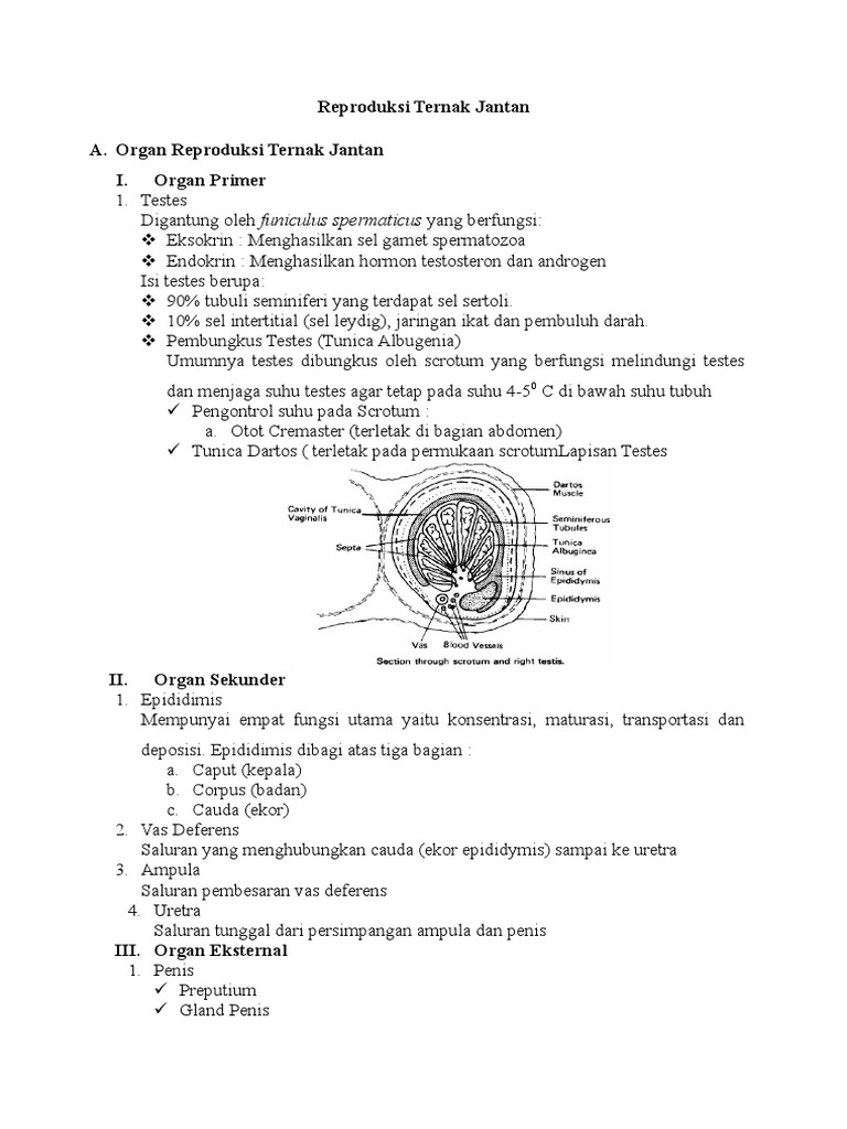 Materi Irt Praktikan | PDF