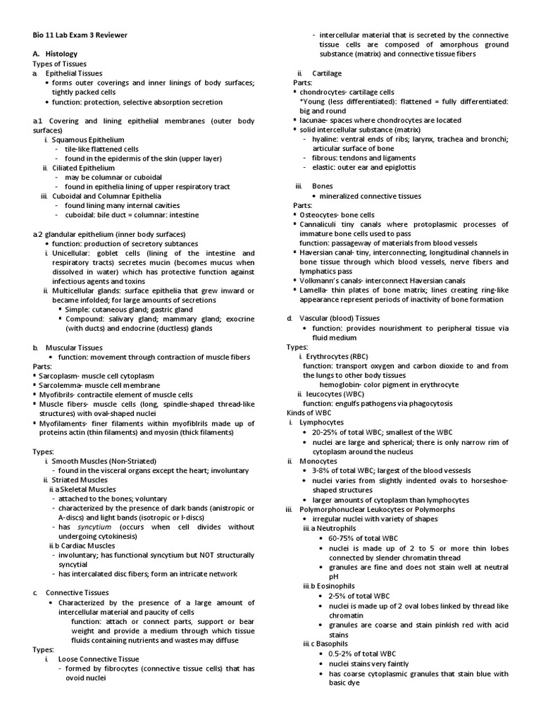 Bio 11 Lab Exam 3 Study Guide | PDF | Epithelium | Vertebra