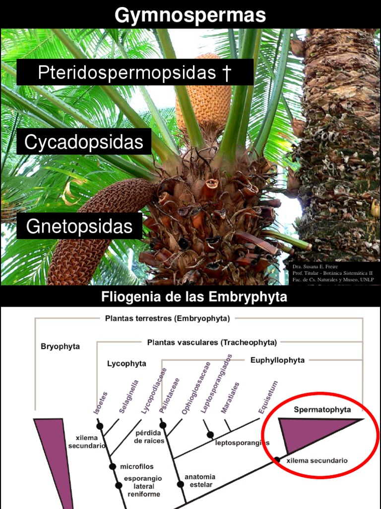 Filogenia y Características de Gimnospermas | PDF | Botánica | Plantas