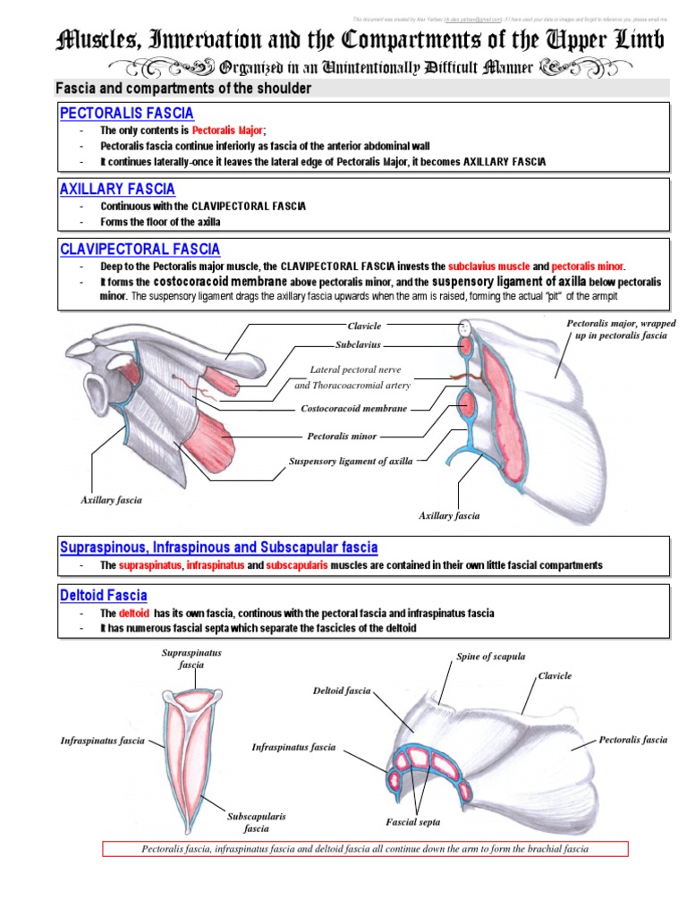 Anatomy - UPPER LIMB - 3 Muscles, Innervation and Compartments of The ...