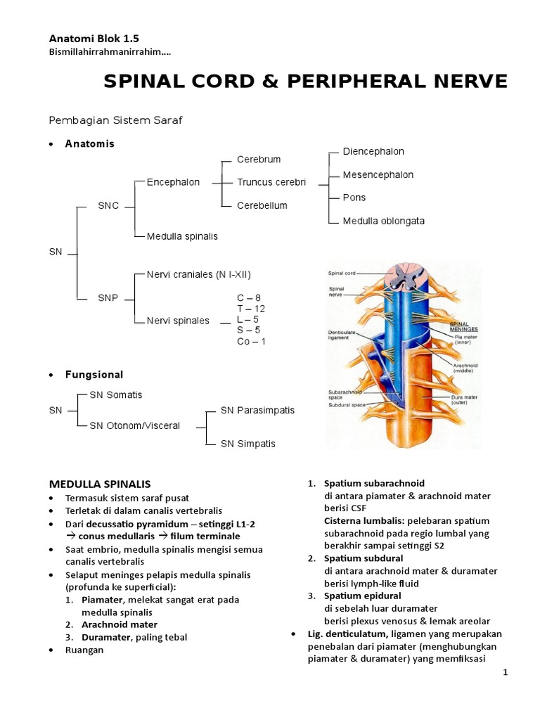 Pengaturan Medulla Spinalis dan Sistem Saraf Perifer | PDF