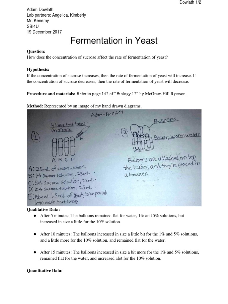 SBI4U Lab - Fermentation of Yeast | PDF
