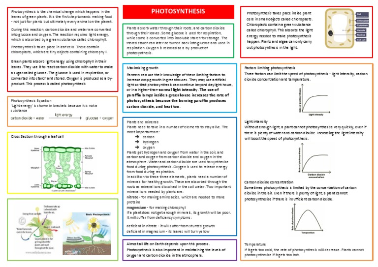 My Photosynthesis Summary Poster March 2016 | PDF | Photosynthesis | Plants