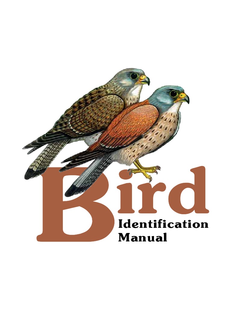 Bird Identification Manual FINAL - PDF (SHARED) | PDF | Bird Migration ...