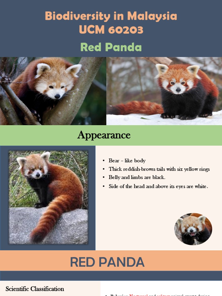 Red Panda | PDF | Giant Panda | Conservation Biology