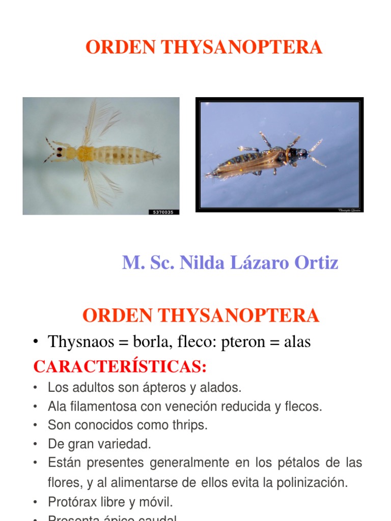 THYSANOPTERA | PDF