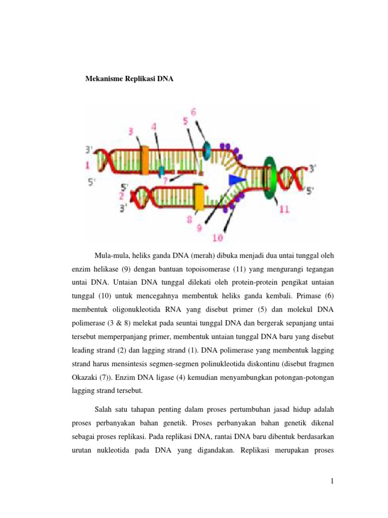 Mekanisme dan Proses Replikasi DNA | PDF