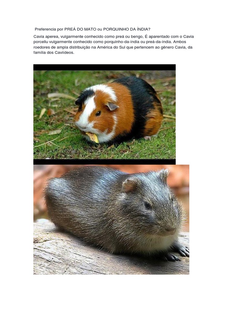 Prea Do Mato | PDF | Porquinho-da-índia | Domesticação