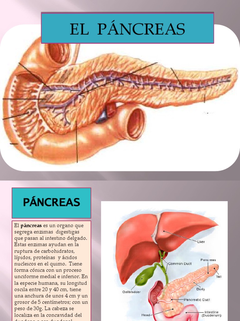 Pancreas | PDF | Páncreas | Rumiante