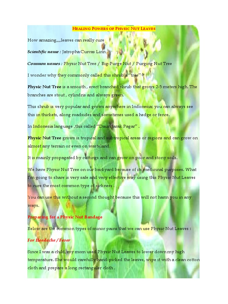 Scientific Name: Jatropha Curcas Linn Common Names: Physic Nut Tree ...