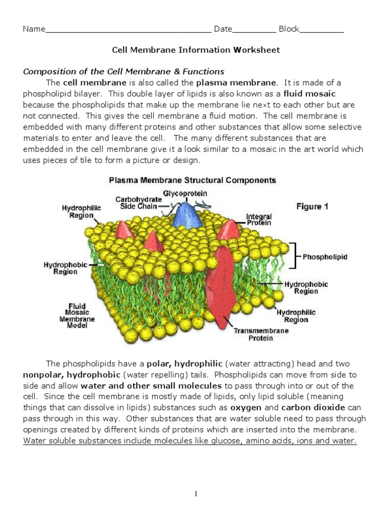 Cell Membrane Information Worksheet | Cell Membrane | Lipid Bilayer