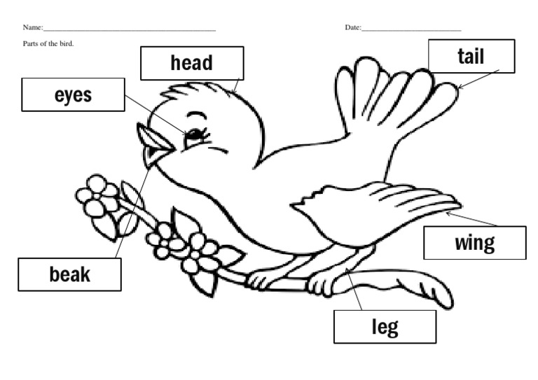Parts of The Bird | PDF