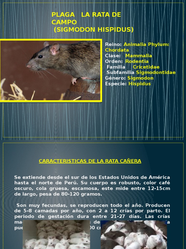 Características y control de ratas de campo | PDF | Rata | Roedor