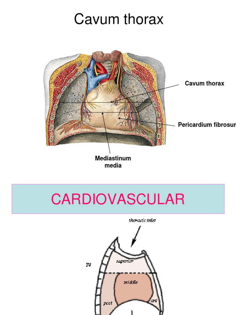 cavum thorax | Common Carotid Artery | Heart