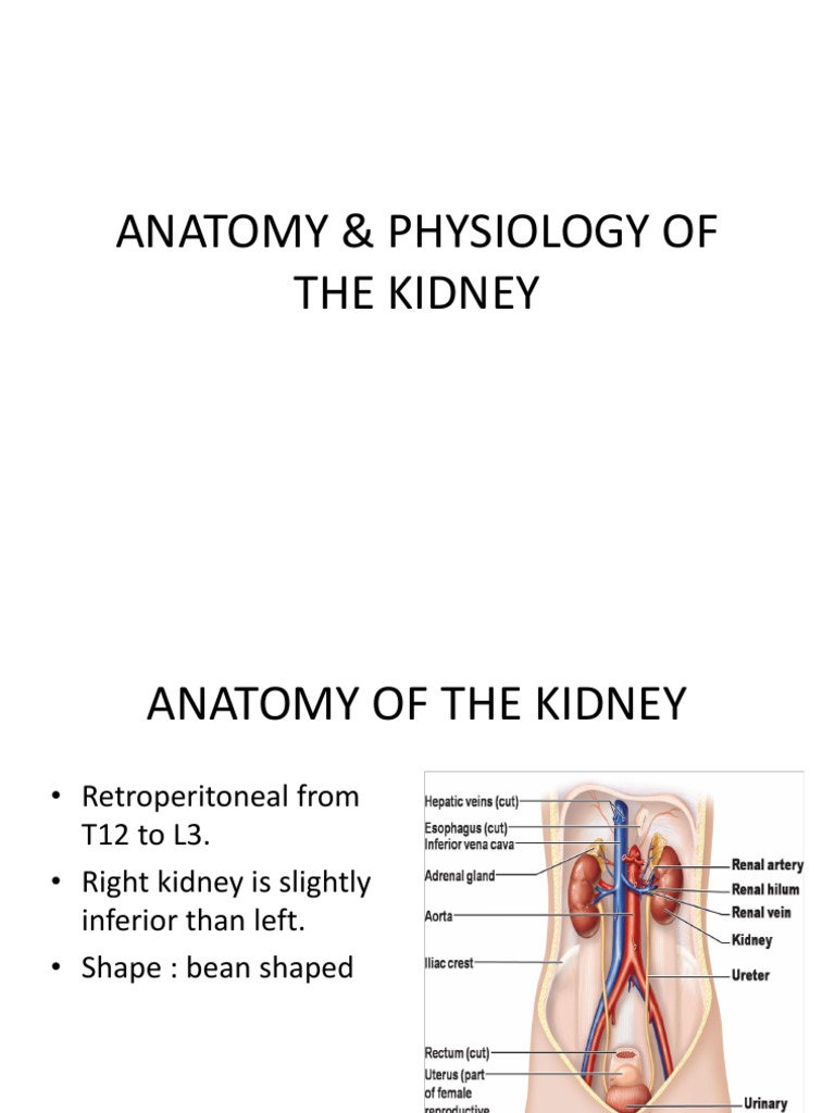 Anatomy & Physiology of Kidney | PDF | Kidney | Renal Function